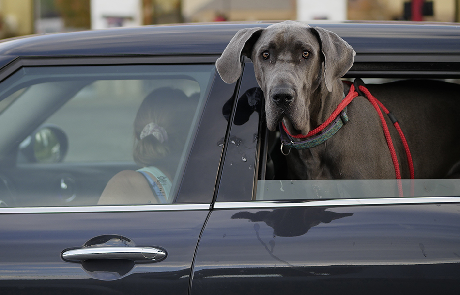 Great Dane | Jon Crispin's Notebook